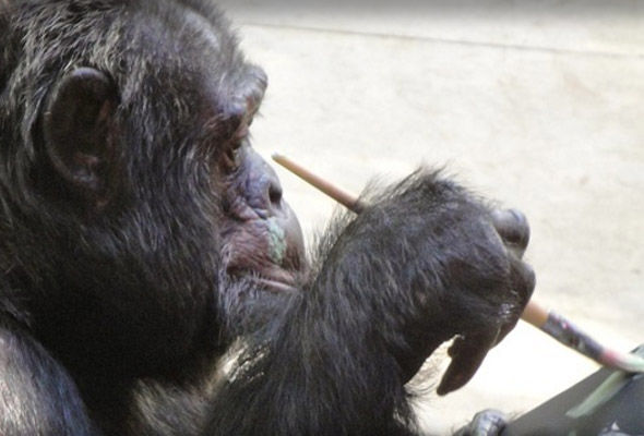 How Bubbles the Chimp picked up the paintbrush | Apollo Magazine
