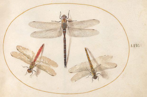 Illustrating insects | Apollo Magazine