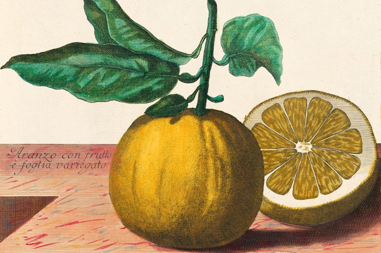 In 18th-century Europe, bizarre oranges and lemons were collector’s ...