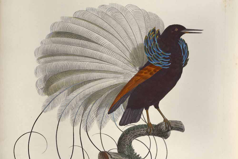Rare and Wondrous: Birds in Art and Culture 1620–1820 | Apollo Magazine