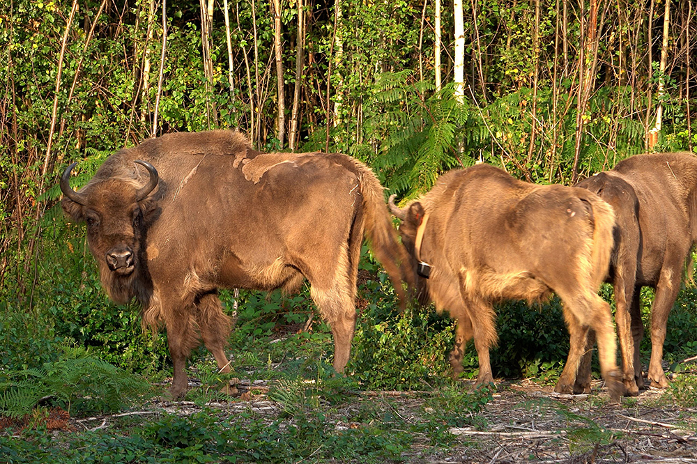 Welcome to Britain, where the wild bison now roam - Apollo Magazine