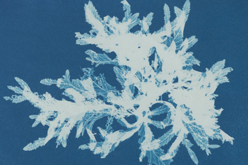 Anna Atkins, queen of cyan - Apollo Magazine